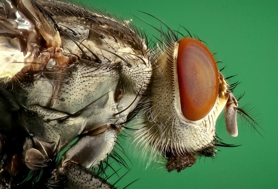 Can a Fly Think?
