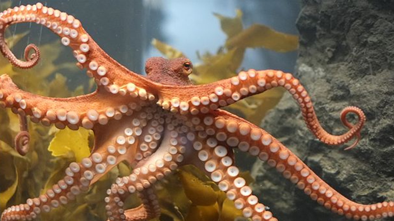 Octopuses: Not Aliens, Still Awesome (The True Origins of Cephalopods)